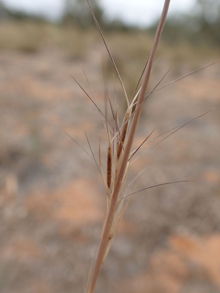 VicFlora: Aristida