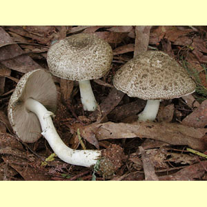 Factsheet - Agaricus