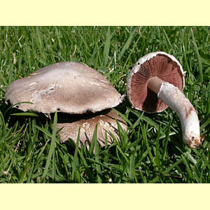 Factsheet - Agaricus