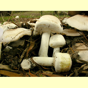 Factsheet - Agaricus