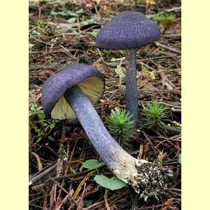 Factsheet - Entoloma (other)
