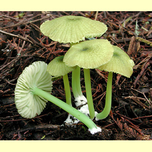 Factsheet - Entoloma (other)