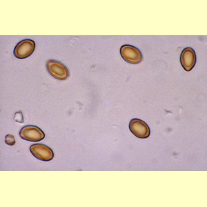 Factsheet - Inocybe (rounded spores)