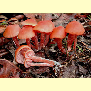 Factsheet - Laccaria