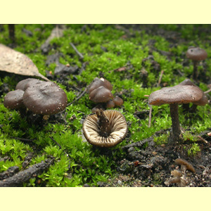 Factsheet - Lyophyllum anthracophilum group