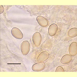 Factsheet - Paxillus involutus
