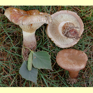 Factsheet - Paxillus involutus