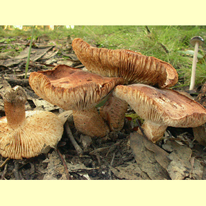Factsheet - Tricholoma